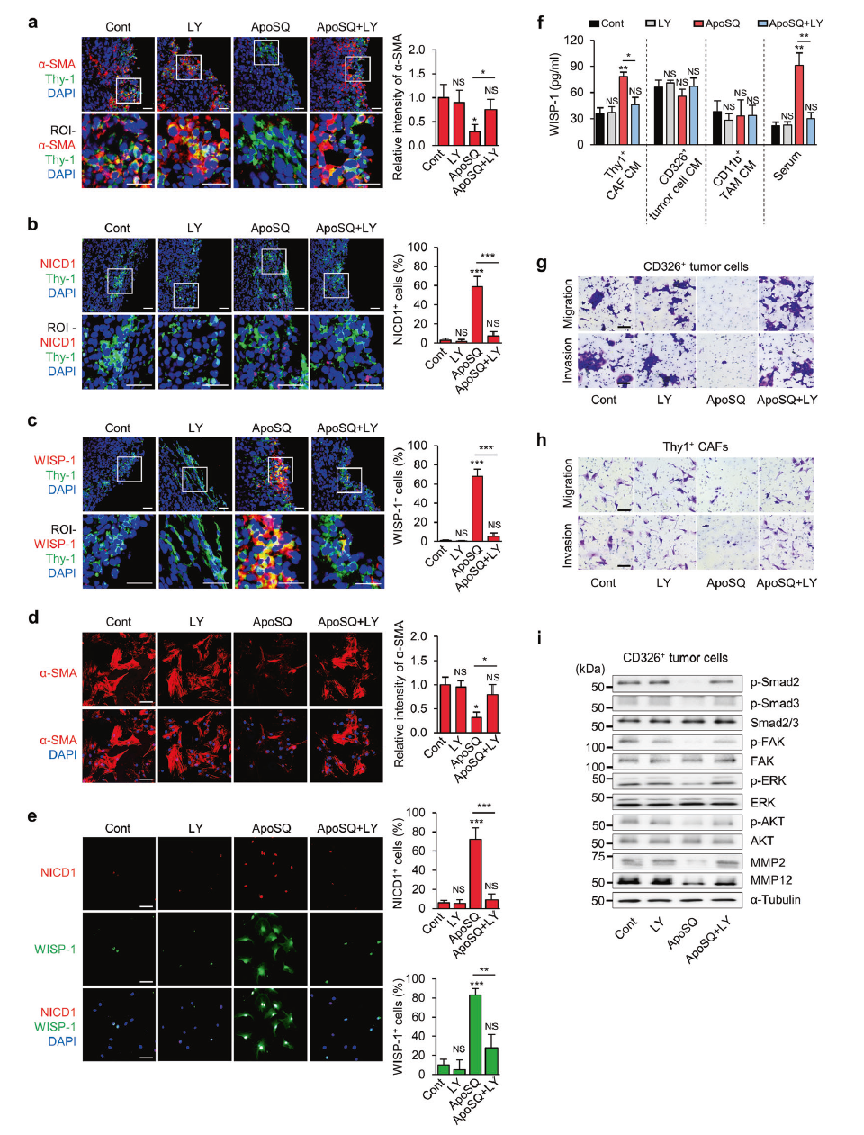Cellular Mol Immu | 凋亡癌细胞与成纤维细胞相互作用影响癌转移 - 知乎