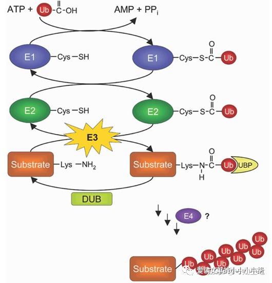 泛素化的机制及其衍生的底物靶向降解技术 - 知乎