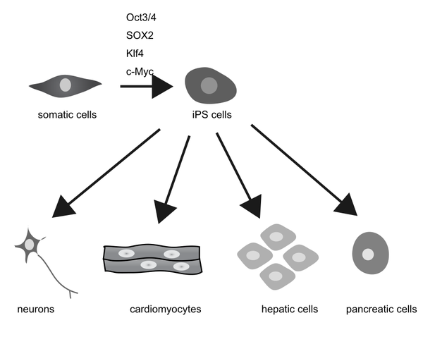 人多能干细胞（hPSCs）：为疾病治疗打开一扇新的大门 - 知乎