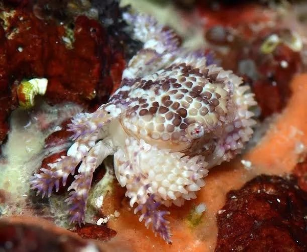 以女神之名——“海仙女”的前世今生（下）（作者：袁梓铭） - 知乎