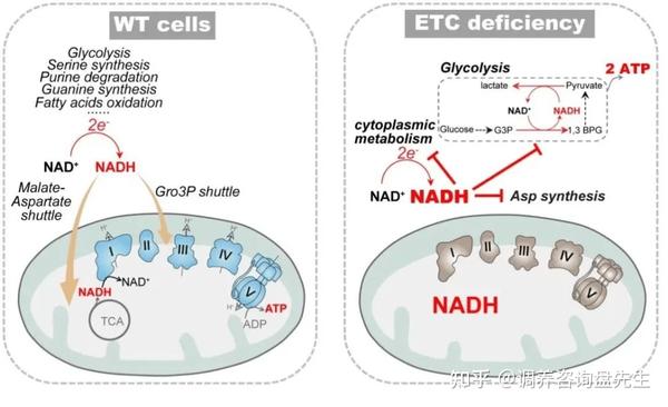 NADH是那个国家研究出来的 - 知乎