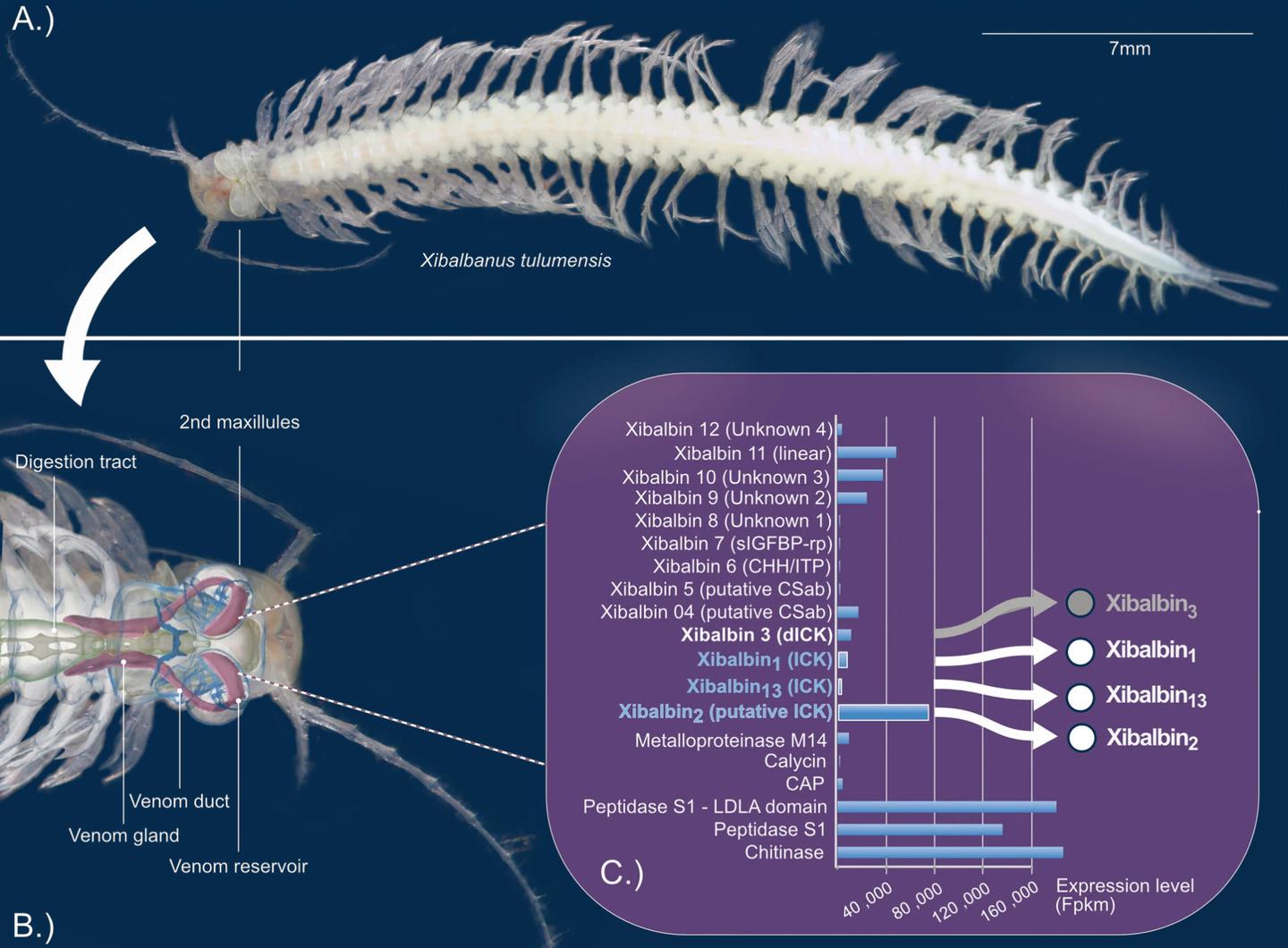 桨足纲Remipedia：遁入幽冥，海洋洞穴顶级掠食者，此生不见黎明 - 知乎