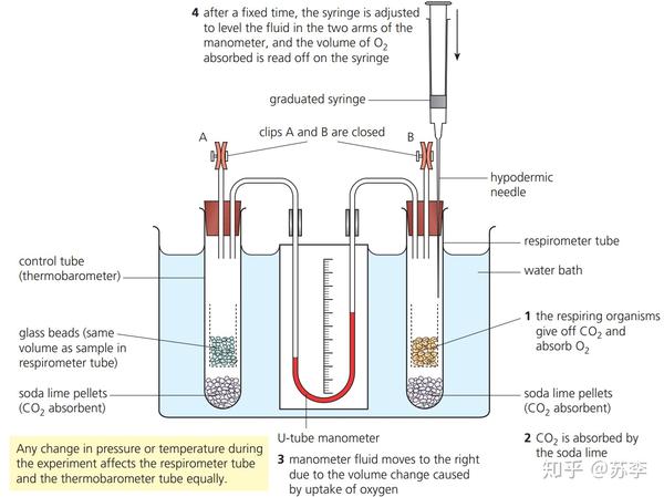 2.8 Cell respiration 细胞呼吸 - 知乎