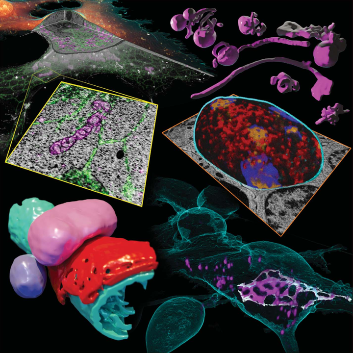 光镜电镜成像领域世界级大佬-Jennifer Lippincott Schwartz - 知乎