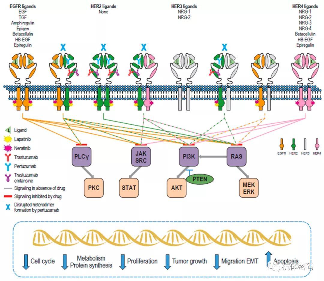 HER3：HER家族的怪胎，能否成药？ - 知乎