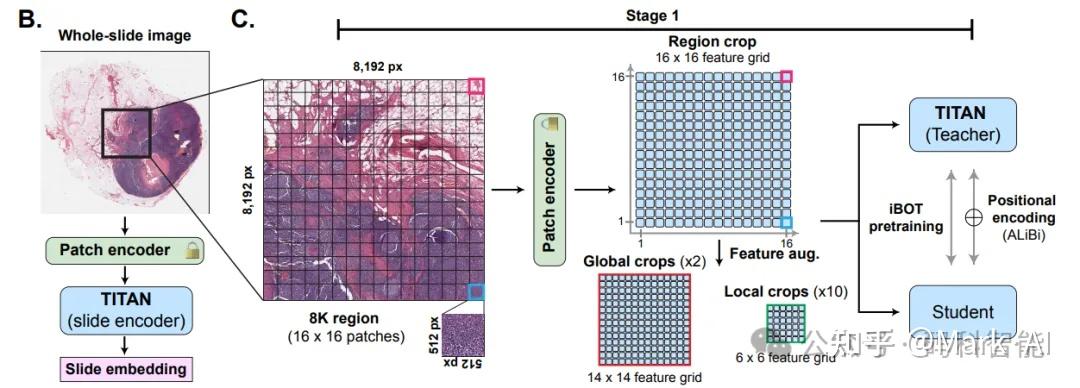 病理大模型四重奏，哈佛医学院全部开源！从UNI、CHIEF到TITAN，从诊断疾病到生成报告，适用30+癌症类型 - 知乎