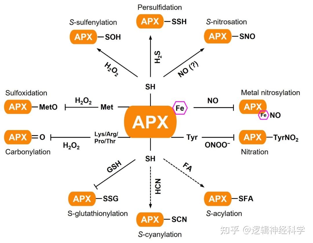 Redox Biol 综述︱湖北大学李圣纯团队评述植物抗坏血酸过氧化物酶的研究进展 - 知乎