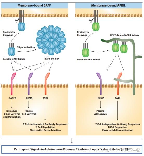一文了解自身免疫性疾病生物标志物—APRIL & BAFF - 知乎