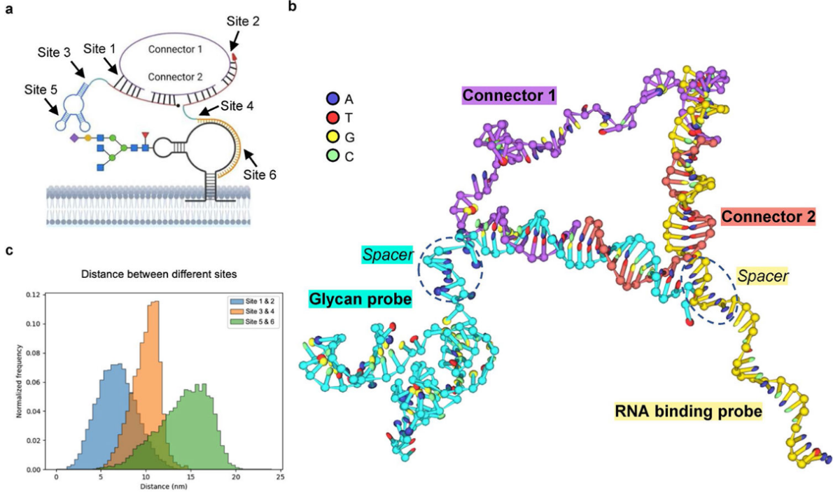 三篇顶刊，新型RNA修饰----糖基化GlycoRNA - 知乎