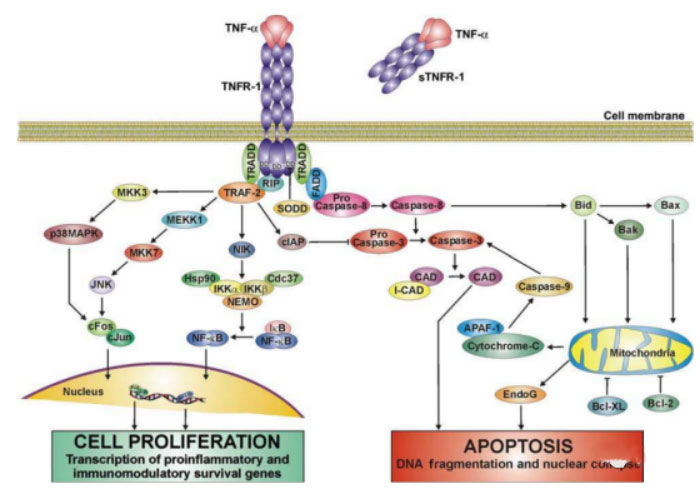 TNF-α：肿瘤治疗利器！ - 知乎