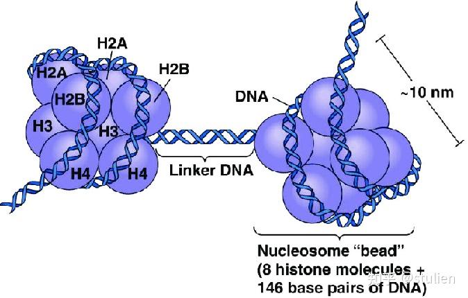 分子生物学回顾——染色体与DNA - 知乎