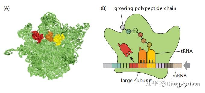 《Protein Actions Principles and Modeling》-《蛋白质作用原理和建模》中文分享（4） - 知乎