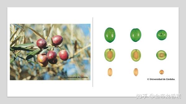 香精与香料(160)—橄榄 - 知乎