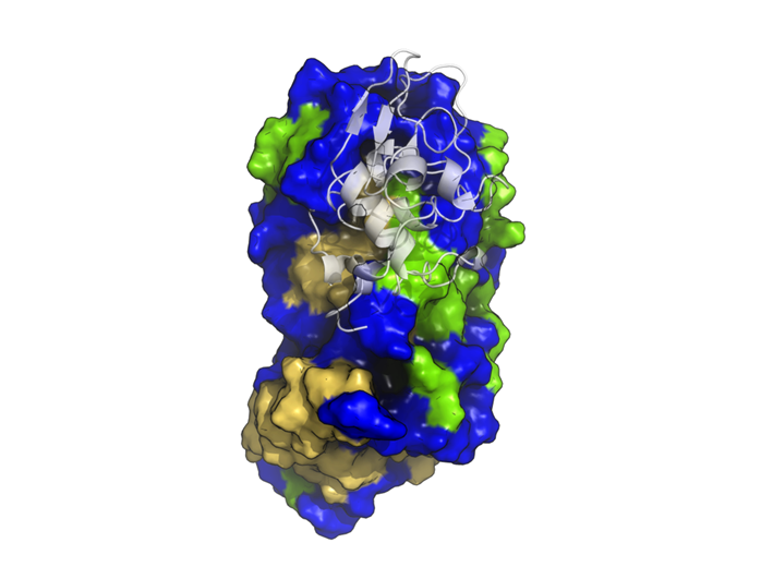 PyMol绘图自用 - 知乎