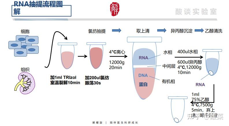师姐做RNA抽提、RT-qPCR、WB等实验竟然可以这样操作！看完直接震惊我一年…… - 知乎