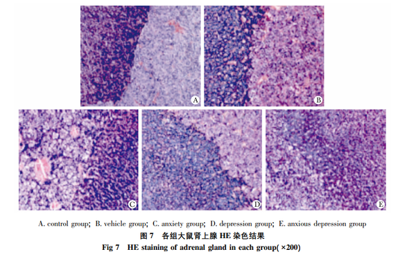 焦虑抑郁模型丨高架十字迷宫、旷场实验、强迫游泳实验综合施行-下 - 知乎
