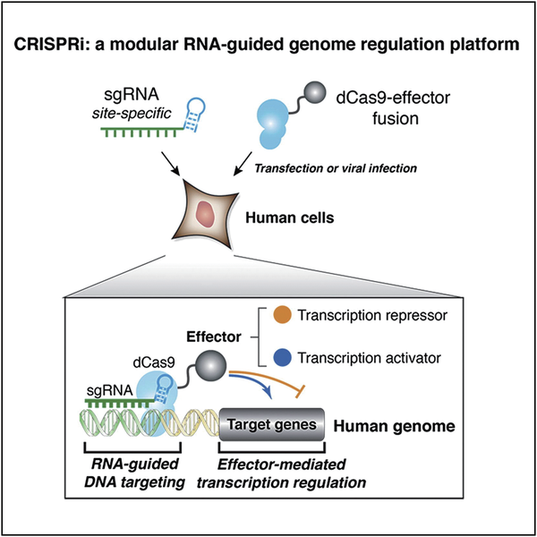 AAV/LV介导基因过表达 - 知乎