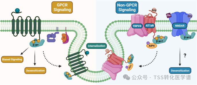 GPCR调节分子: β-arrestins 的作用机制与生理功能 - 知乎