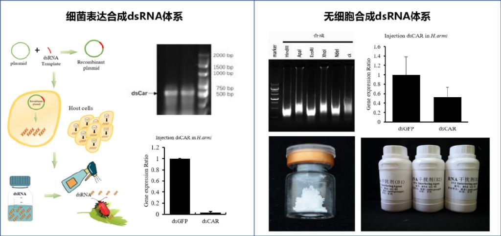 RNA生物农药生产工艺创制获第二届“率先杯”上海赛区提名奖 - 知乎