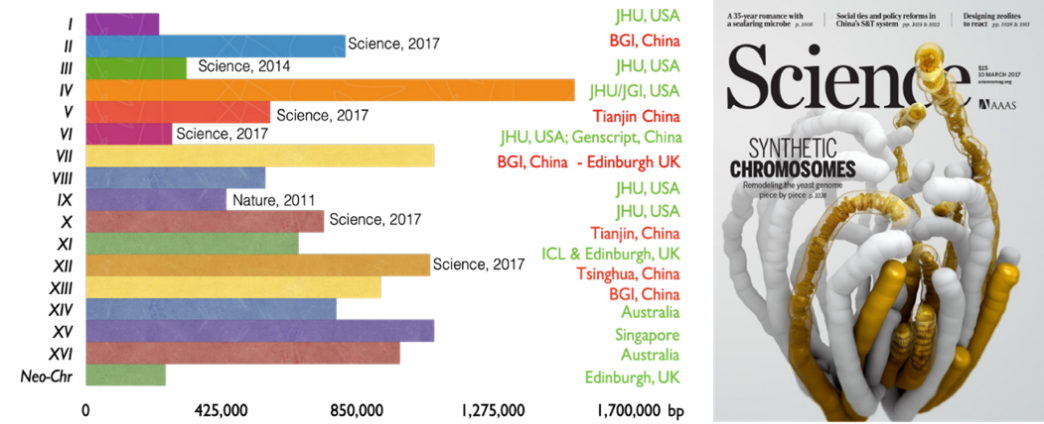 10 篇论文齐发宣布科学家已人工合成酵母全部 16 条染色体，意味着什么？离「人造生命」还有多远？ - 知乎