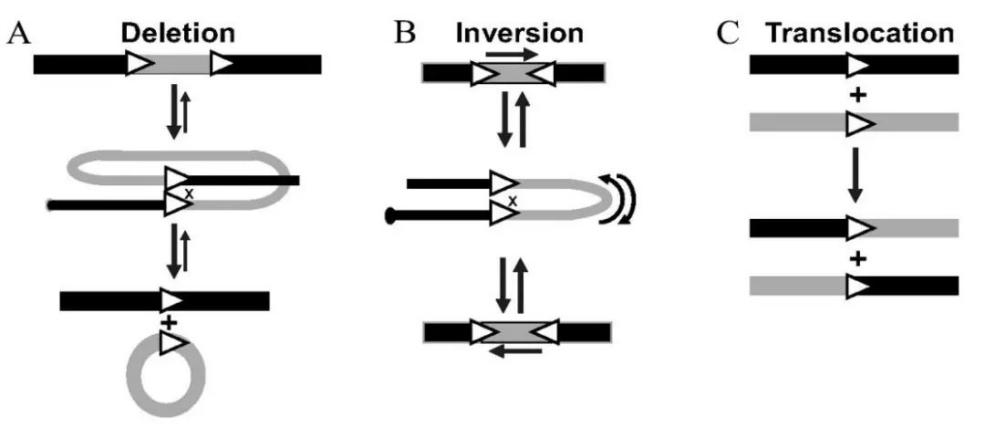 Cre-LoxP系统工具载体设计与构建 - 知乎