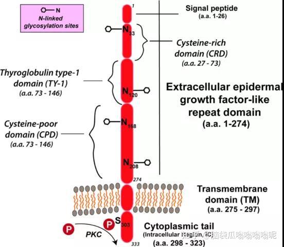 TROP-2靶点调研 - 知乎