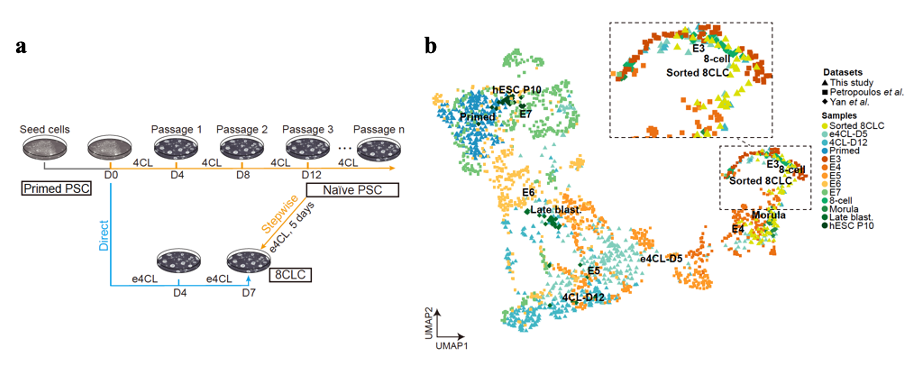 Nature | DNBelab C4如何助力获得人类体外诱导全能干细胞？研究思路详解 - 知乎