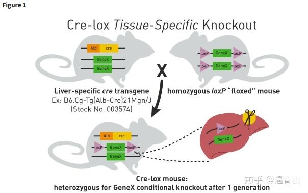 Cre Lox Breeding for Beginners, Part 1 - 知乎