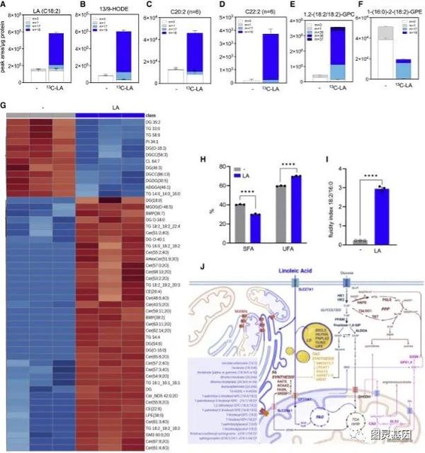 Cell Met ｜ 亚油酸通过强化线粒体，增强CD8+ T细胞的代谢适应性和抗肿瘤免疫 - 知乎