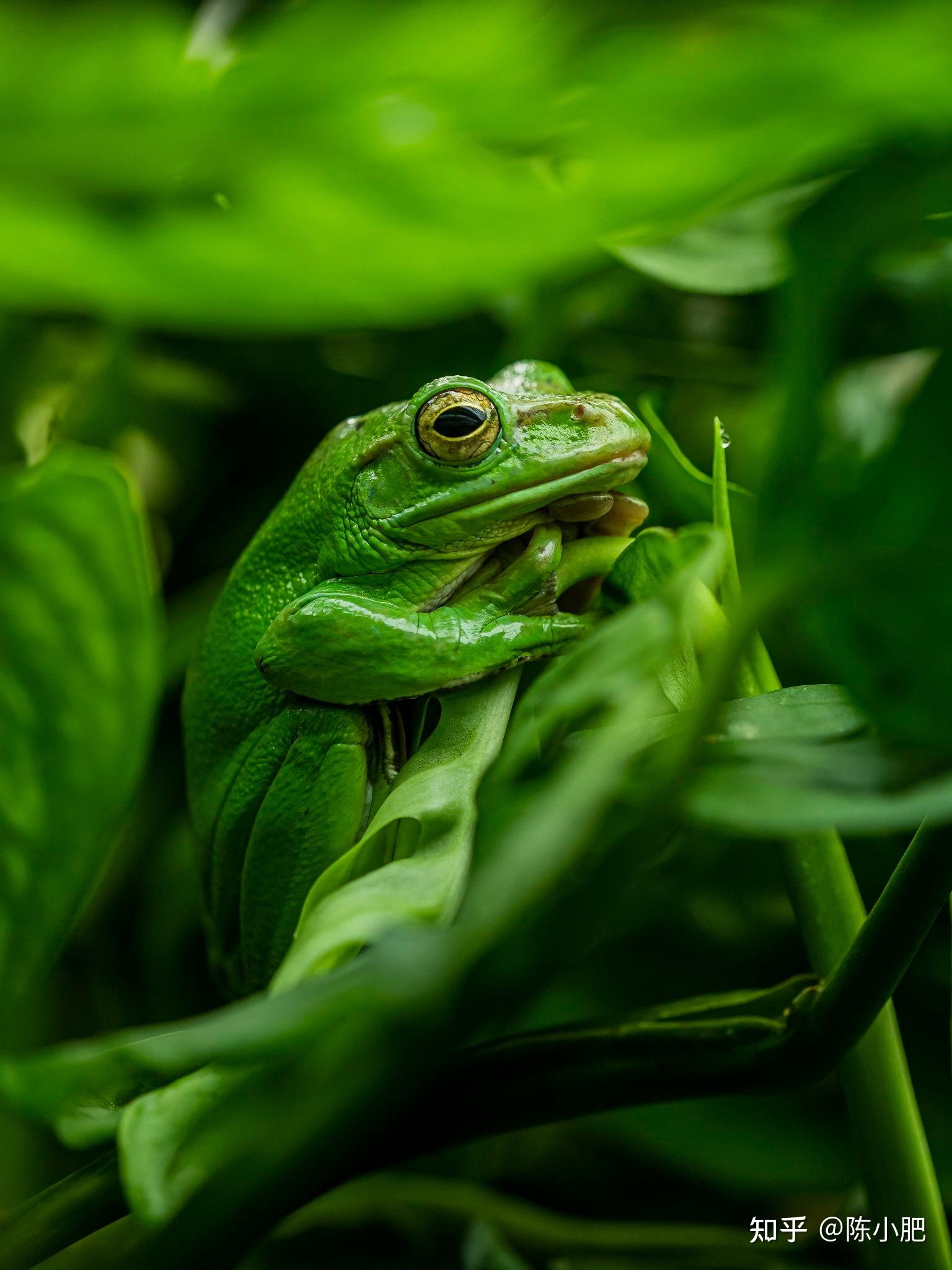 天子守国门——奥林巴斯40-150mm F2.8 PRO使用体验 - 知乎