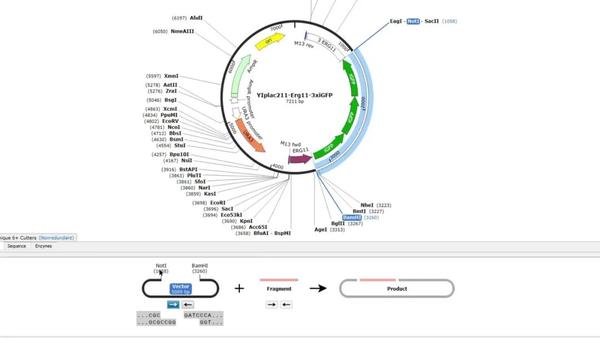 SnapGene 初学者指南 | 使用【Actions】来计划和预测你的克隆实验 - 知乎
