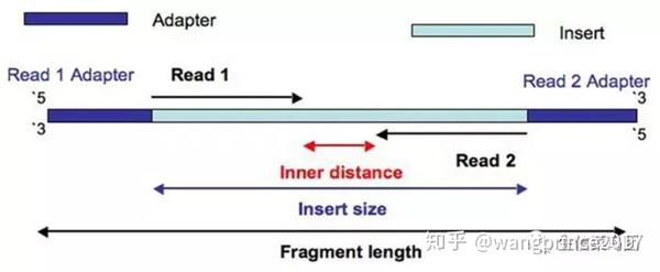 Paired-end Reads - 知乎