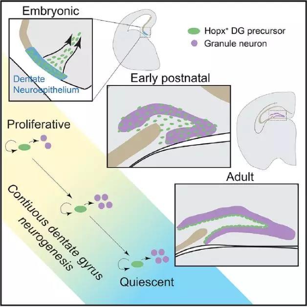 专家盛赞Cell | 神仙眷侣破解海马神经再生的“前世今生” - 知乎