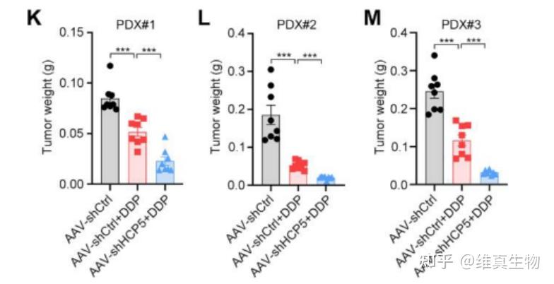中国医学科学院刘芝华教授团队揭示HCP5/UTP3/c-Myc/VAMP3轴在肿瘤细胞凋亡抵抗中的关键作用！ - 知乎