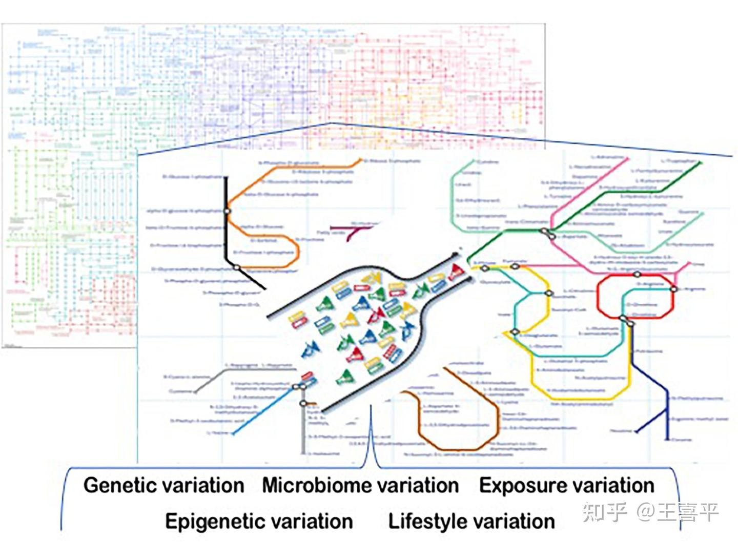 Steven Zeisel：精准营养研究和投资的概念框架 - 知乎
