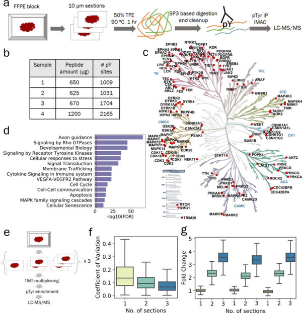 文献解读 | FFPE 样本磷酸化蛋白组学分析揭示肿瘤特异性信号网络 - 知乎