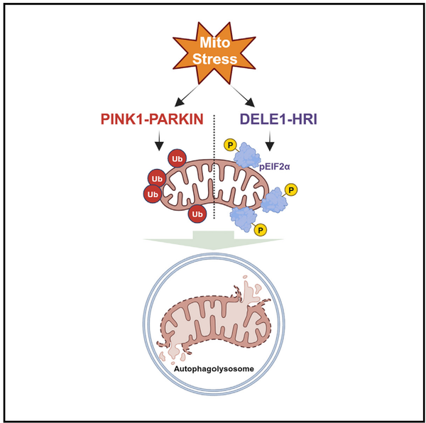 Mol Cel | 整合应激反应的HRI分支选择性驱动线粒体自噬 - 知乎
