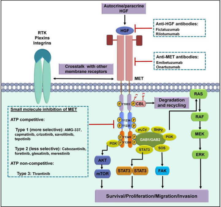ACROBiosystems百普赛斯靶点HGF，助力发现癌症治疗“隐秘角落” - 知乎