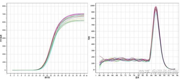 手把手教你做出RT-qPCR最美曲线系列：cDNA的这2个要素，你注意到了吗？ - 知乎