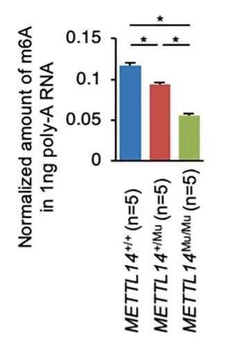 Cell Reports | 揭开METTL14在介导m6A修饰中的神秘面纱 - 知乎