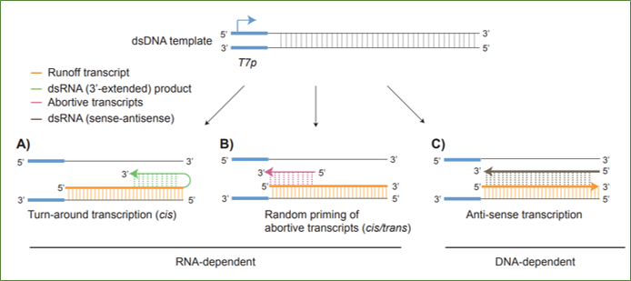 【耀文解读】mRNA质量分析系列Part 3：dsRNA检测方法 - 知乎