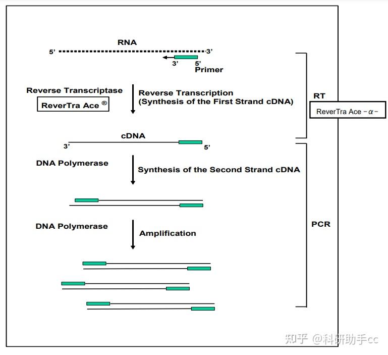 PCR、qPCR、RT-PCR、RT-qPCR、Real-Time PCR傻傻的我分不清楚 - 知乎