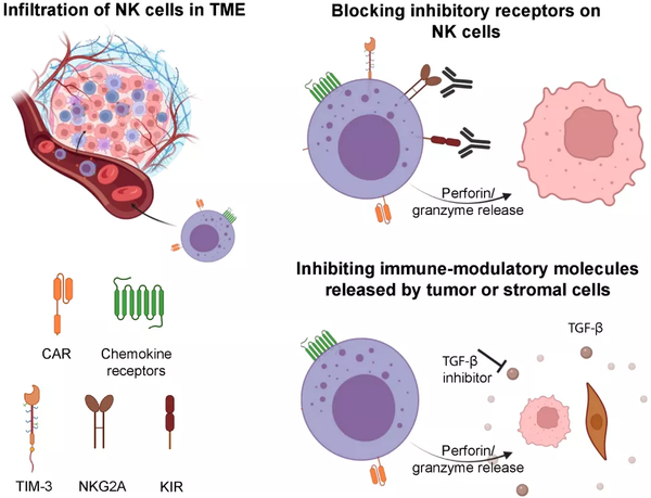 肿瘤治疗的希望：NK细胞 - 知乎