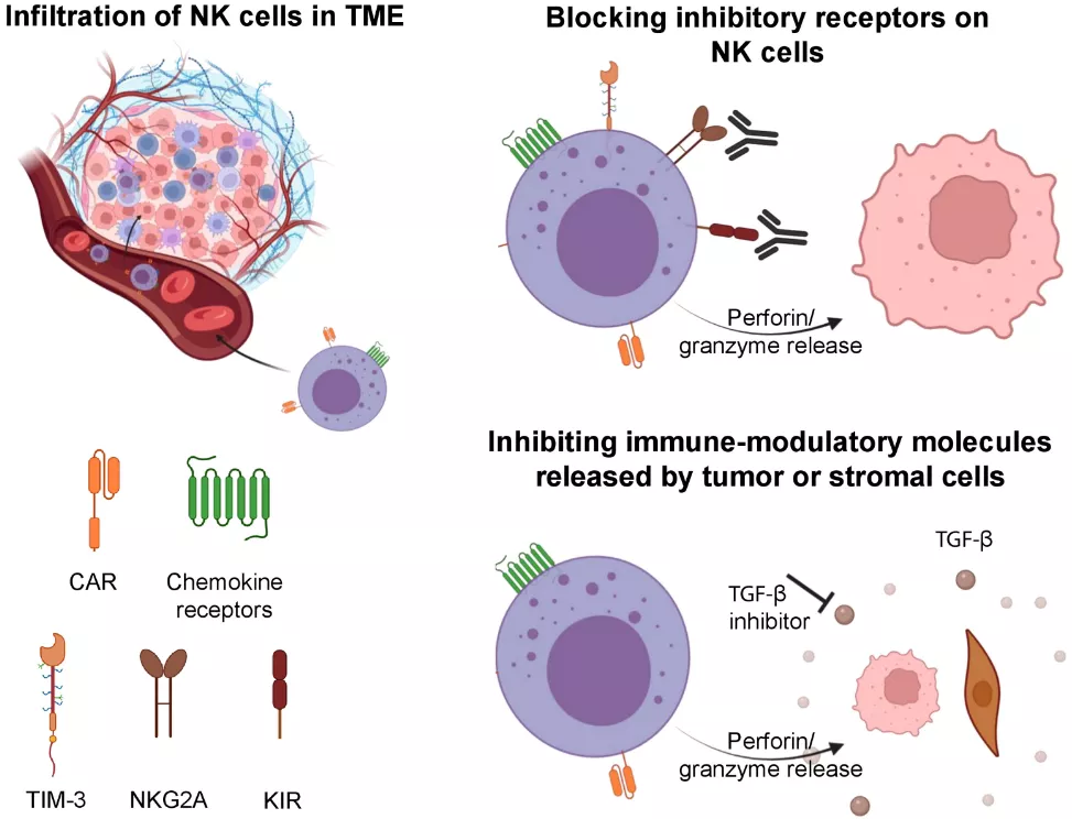 肿瘤治疗的希望：NK细胞 - 知乎