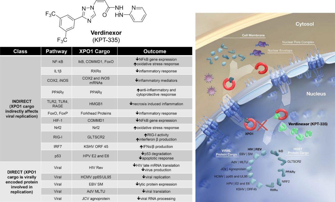 首款XPO1核输出蛋白抑制剂上市，德琪医药加速布局国内市场 - 知乎