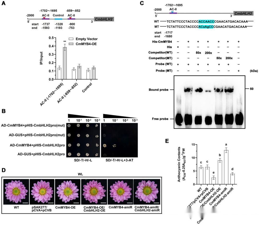 【Plant Physiol】转录因子CmbHLH16调控不同光照下菊花花瓣花青素稳态 - 知乎