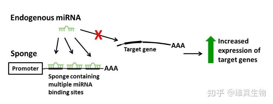 MiRNA功能研究工具-miRNA inhibitors - 知乎