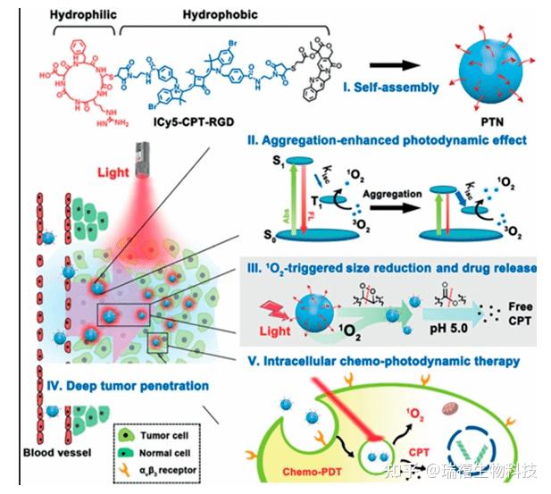 多肽GE11修饰超顺磁性四氧化三铁纳米粒子/CY3/CY3.5/CY5/CY5.5/CY7/CY7.5/ICG的应用 - 知乎
