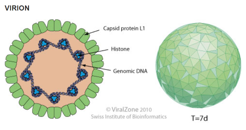 【病毒百科第一期】HPV 病毒和 HPV 疫苗的前世今生 ，小普带你全方位解读 - 知乎