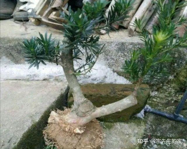 3招就能让树桩快速发芽成活，方法简单，一看就会 - 知乎